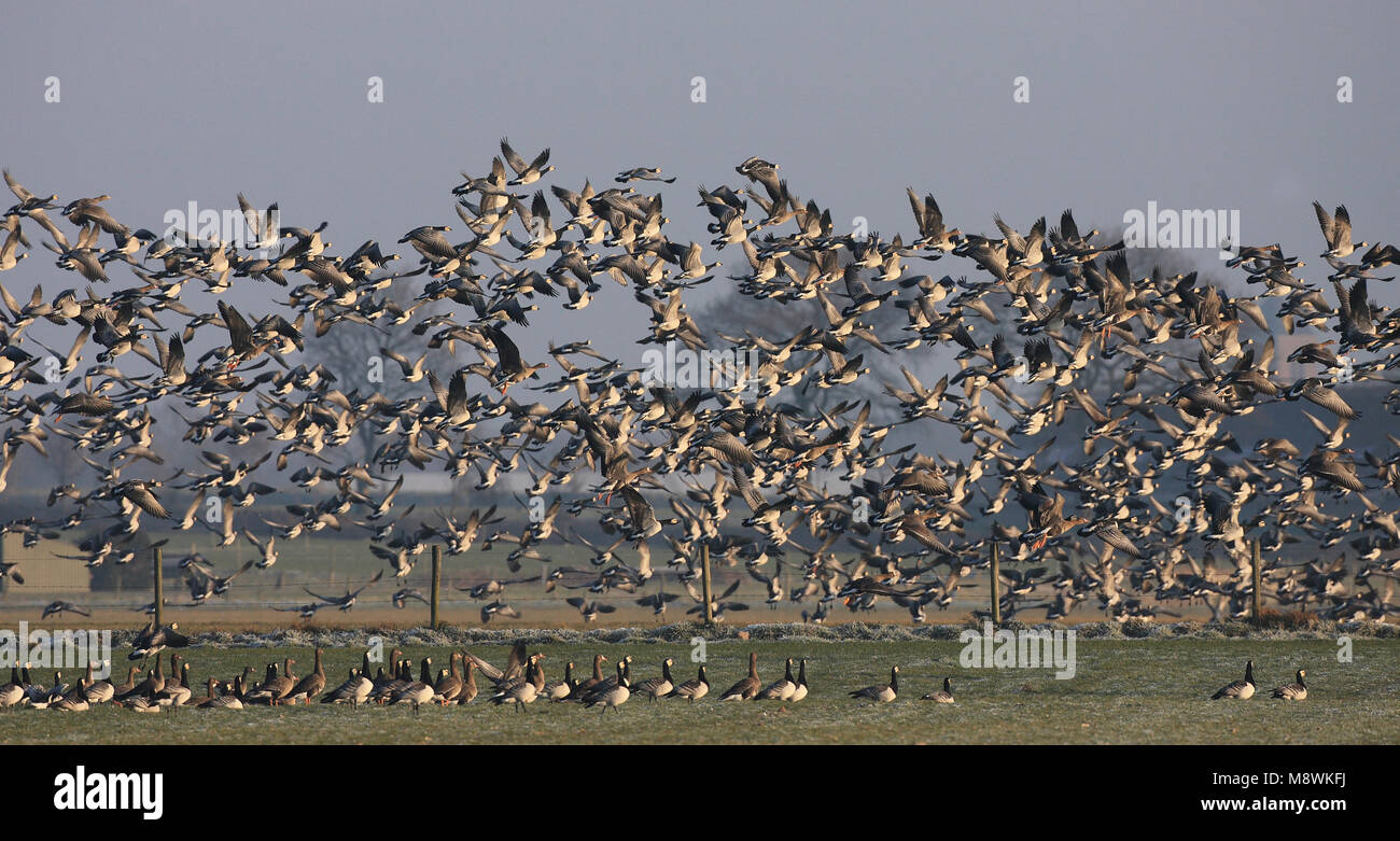 Flying barnacle goose hi-res stock photography and images - Alamy