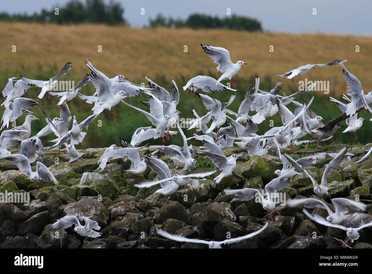 Kokmeeuwen foeragerend; Common Black-headed Gulls foraging Stock Photo ...
