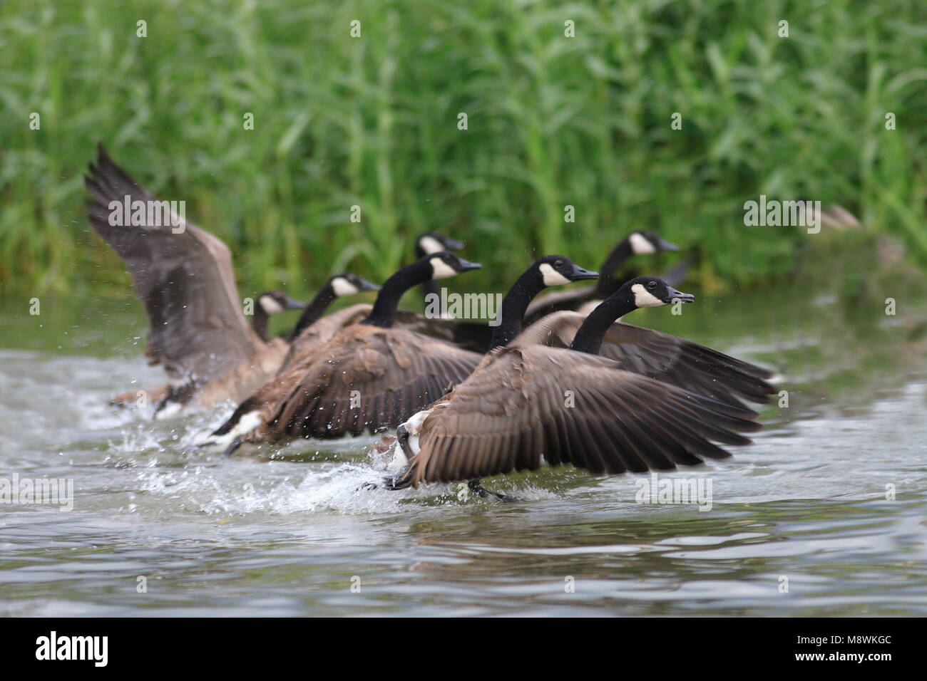 Greater Canada Goose group taking off from water Netherlands, Canadese ...