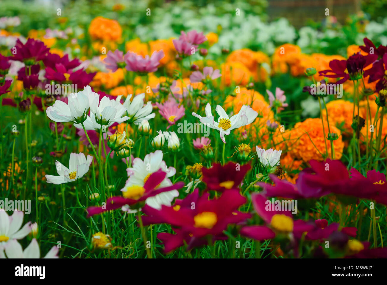 Flower in green nature with light on evening Stock Photo - Alamy