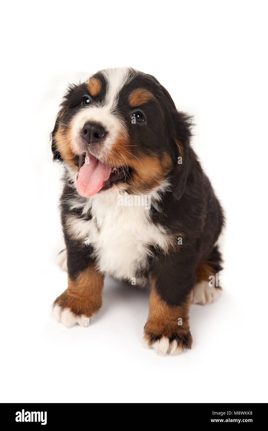 Purebred six weeks old Cut Out Stock Images & Pictures - Alamy