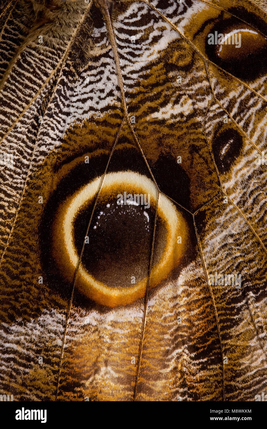 Butterfly wing detail pattern texture hi-res stock photography and ...