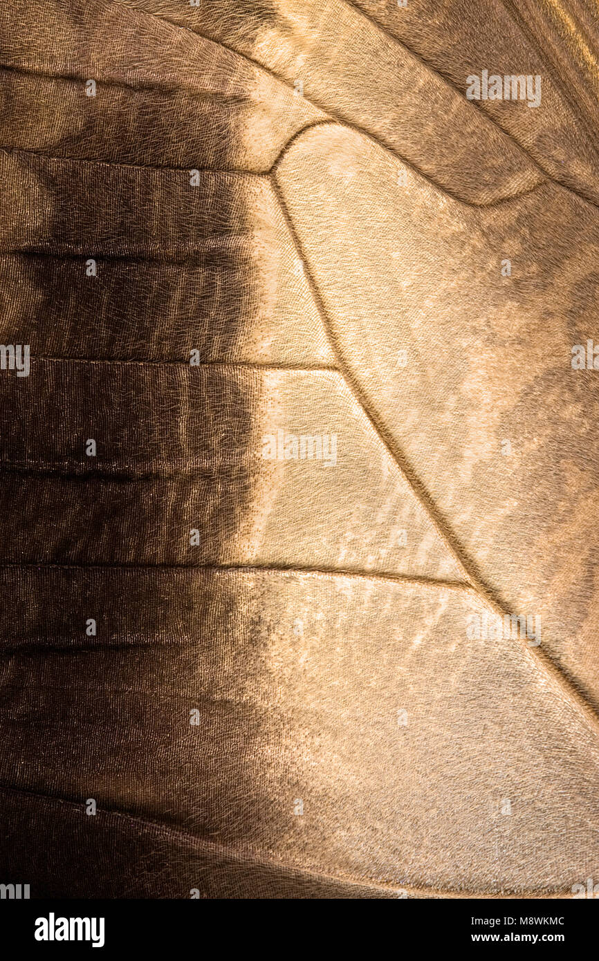 Butterfly wing detail pattern texture hi-res stock photography and ...