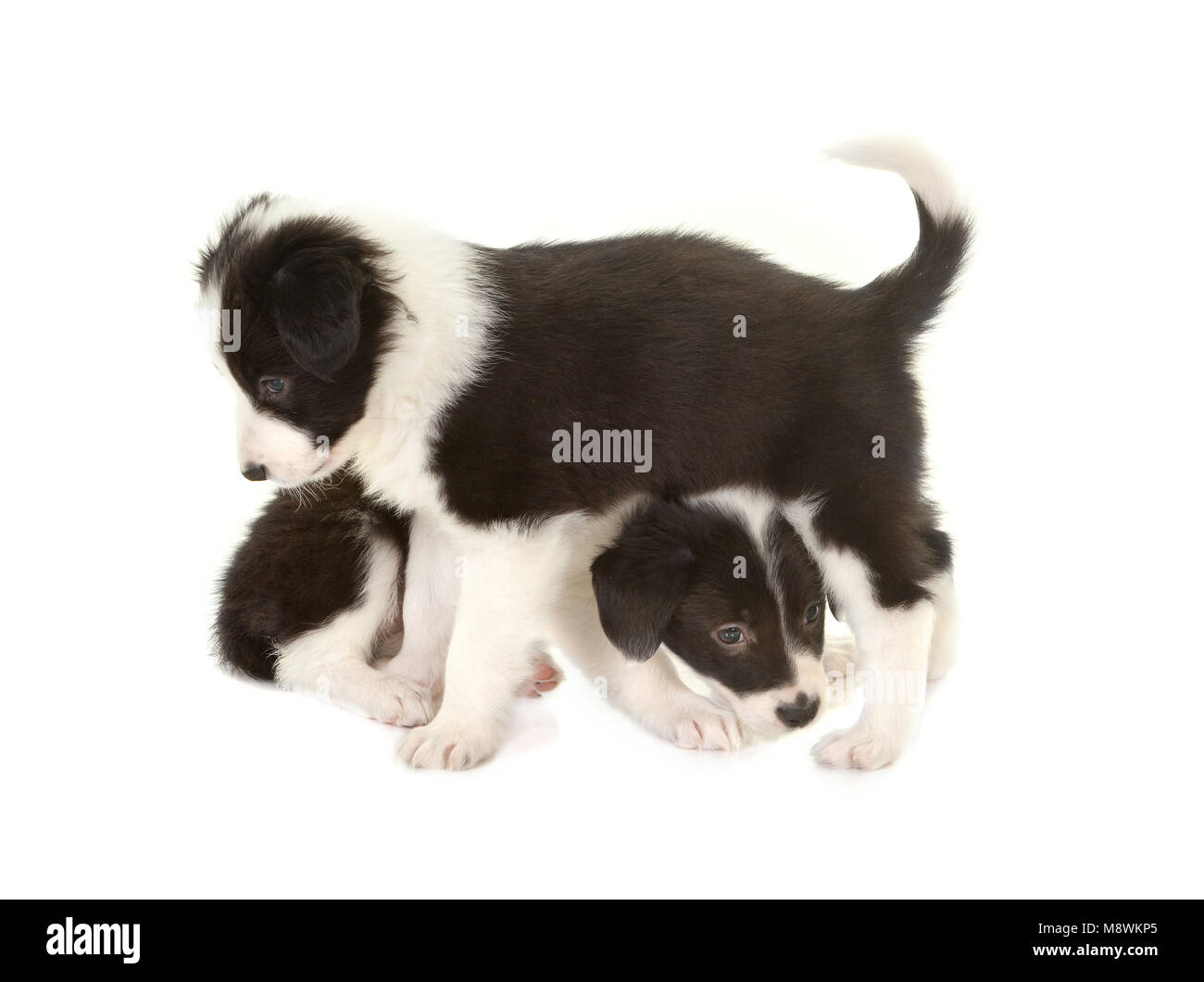 Playful 5 weeks old border collie puppies in a laundry basket Stock ...