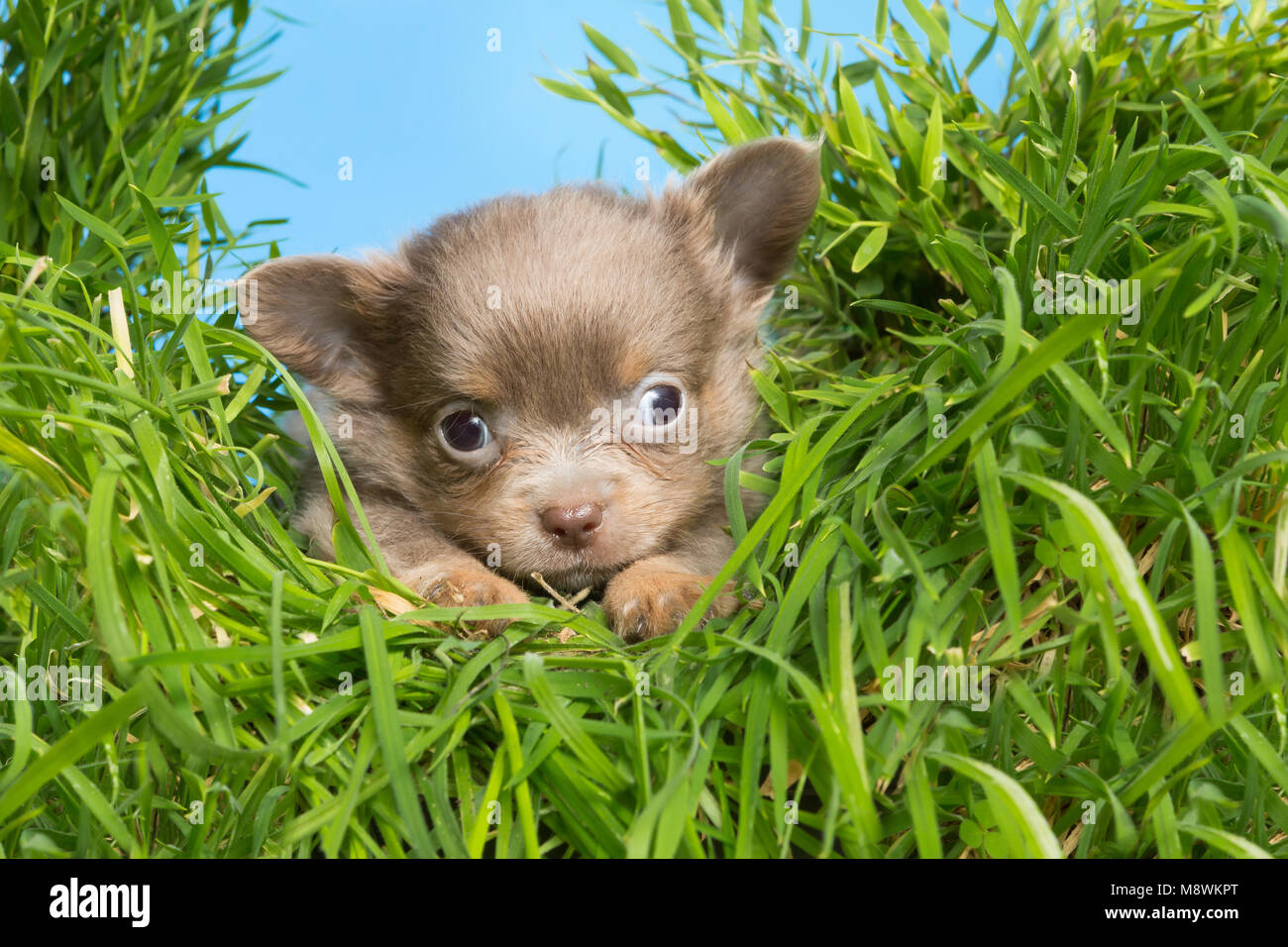 Five weeks old chihuahua puppy in high grass Stock Photo - Alamy