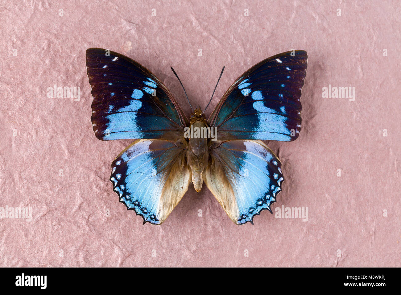 Charaxes smaragdalis hi-res stock photography and images - Alamy