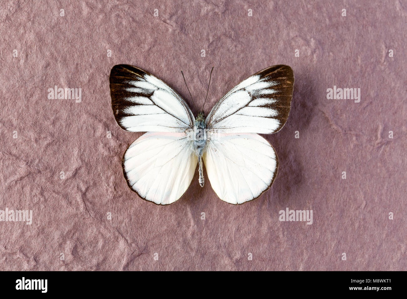 Cepora laeta hi-res stock photography and images - Alamy