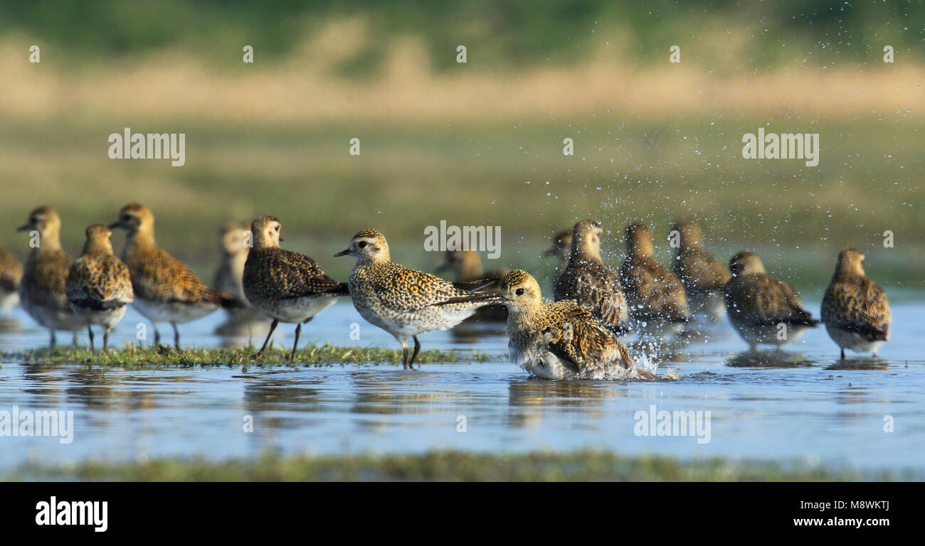 Golden plovers hi-res stock photography and images - Alamy