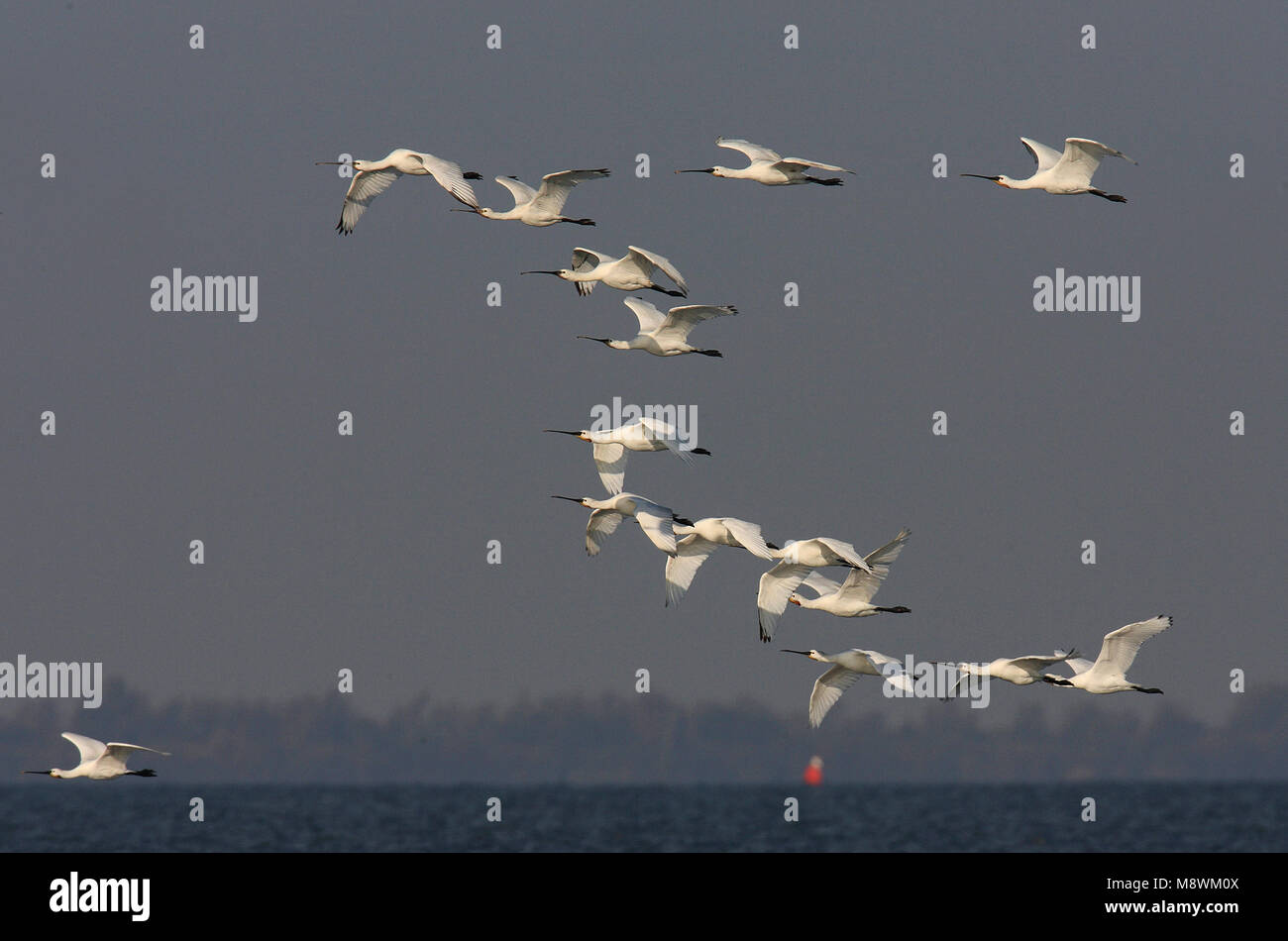 Lepelaar, Eurasian Spoonbill, Platalea leucorodia Stock Photo - Alamy