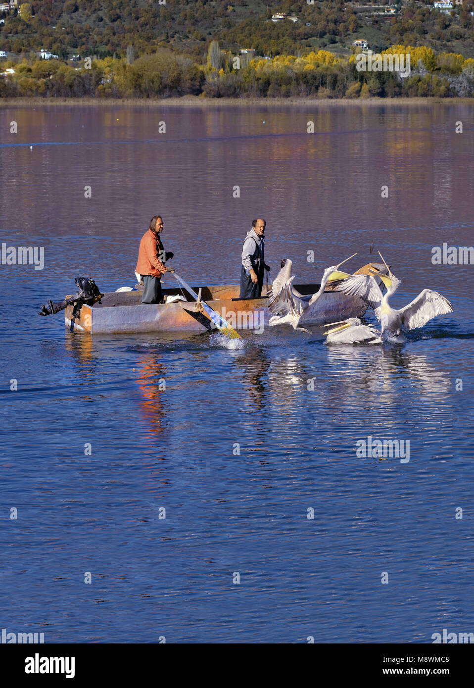 Pelicans begging for food while fishermen raise their fishing nets in ...