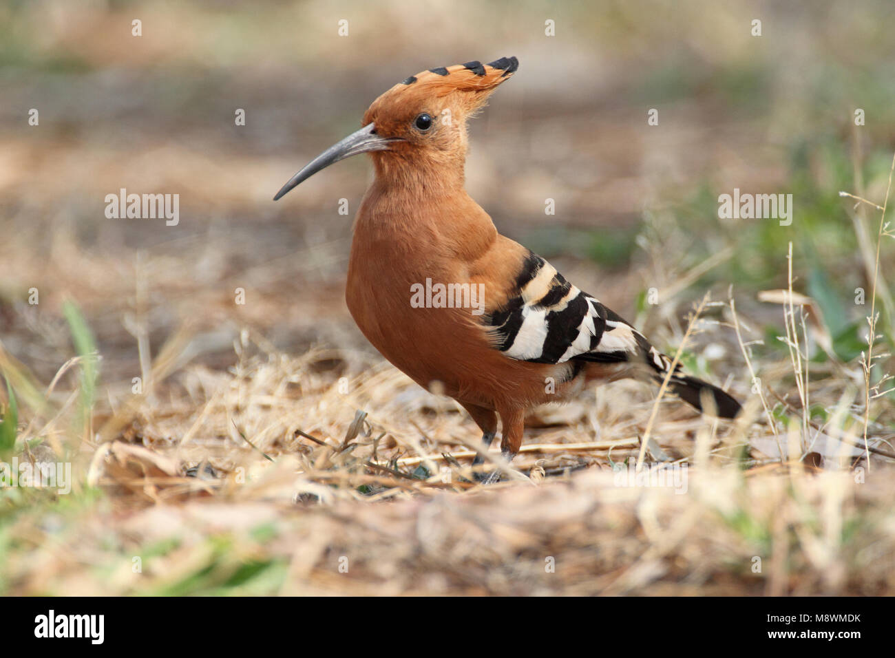 Afrikaanse Hop in dor gras, African Hoopoe in grass Stock Photo - Alamy