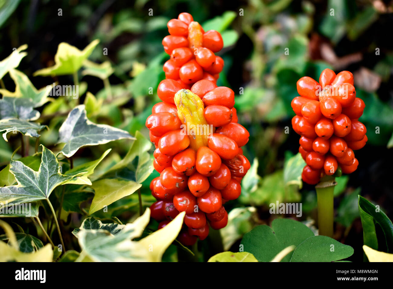 The Arum family is famous for wide-leaved foliage plants with unique ...