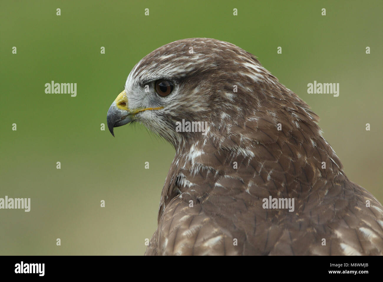 Common buzzard close up hi-res stock photography and images - Alamy