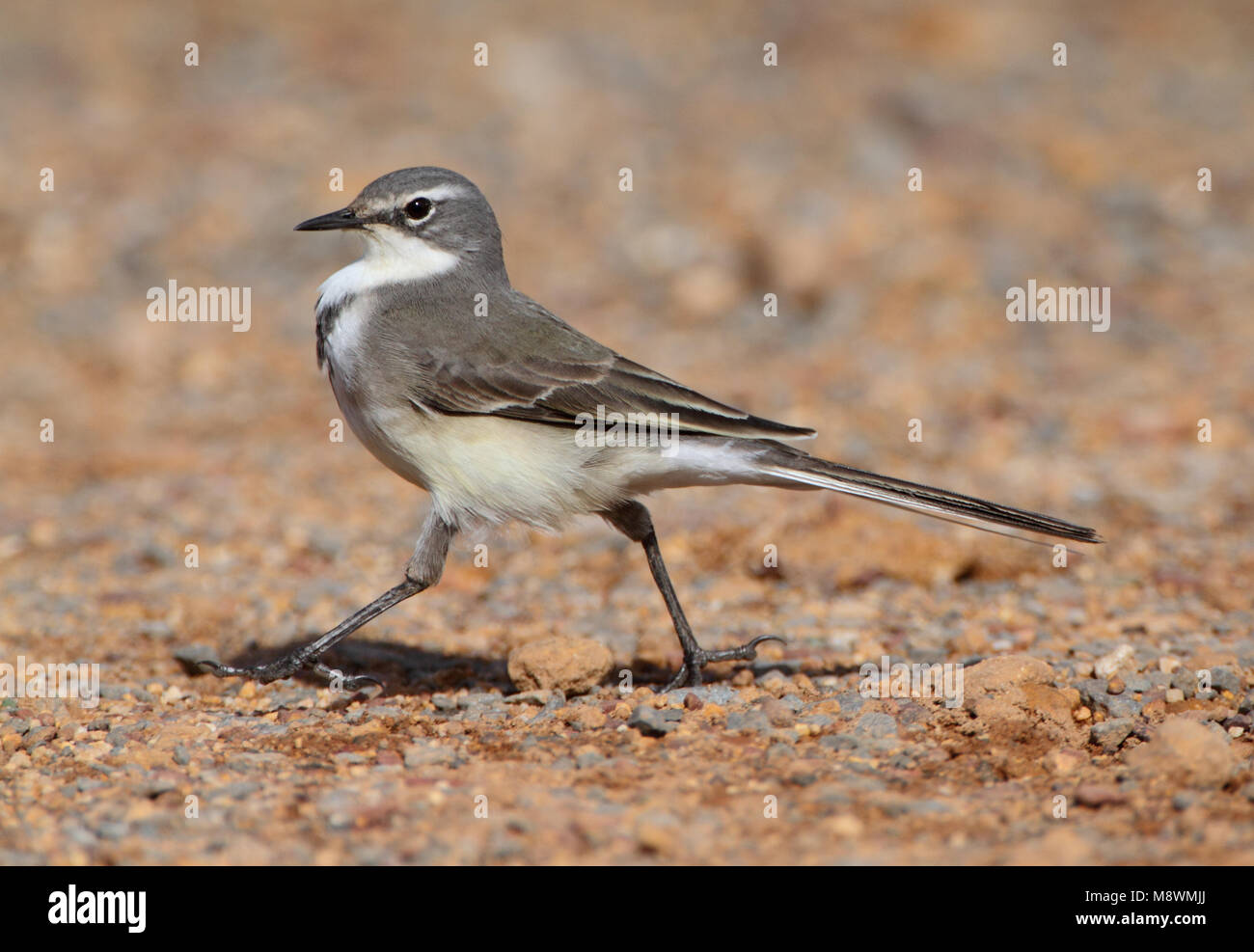 Cape Wagtail
