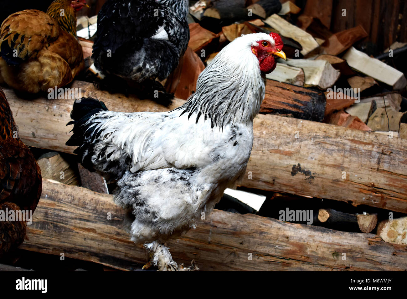 An adult rooster on a farm Stock Photo - Alamy