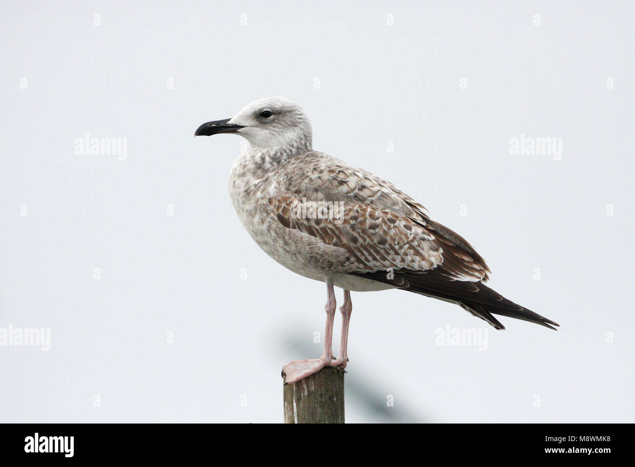 Eerste winter Pontische Meeuw, First winter, Caspian Gull Stock Photo ...