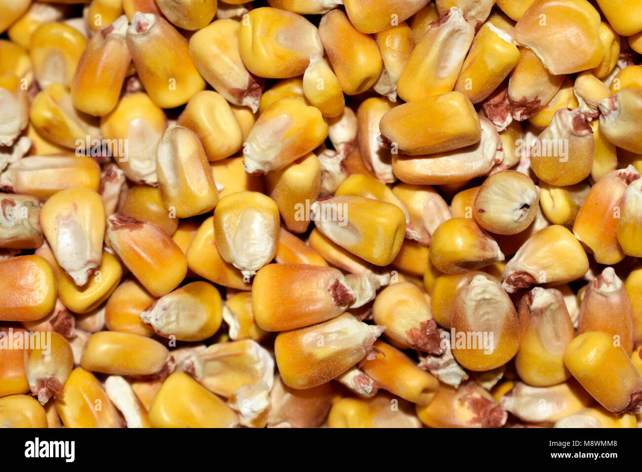 Wallpaper of corn. Abstract wallpaper, background Stock Photo - Alamy