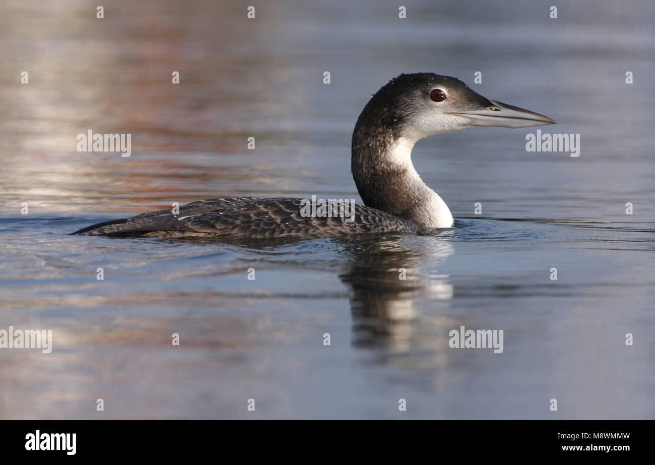 Eerste winter IJsduiker, First winter Common Loon Stock Photo - Alamy