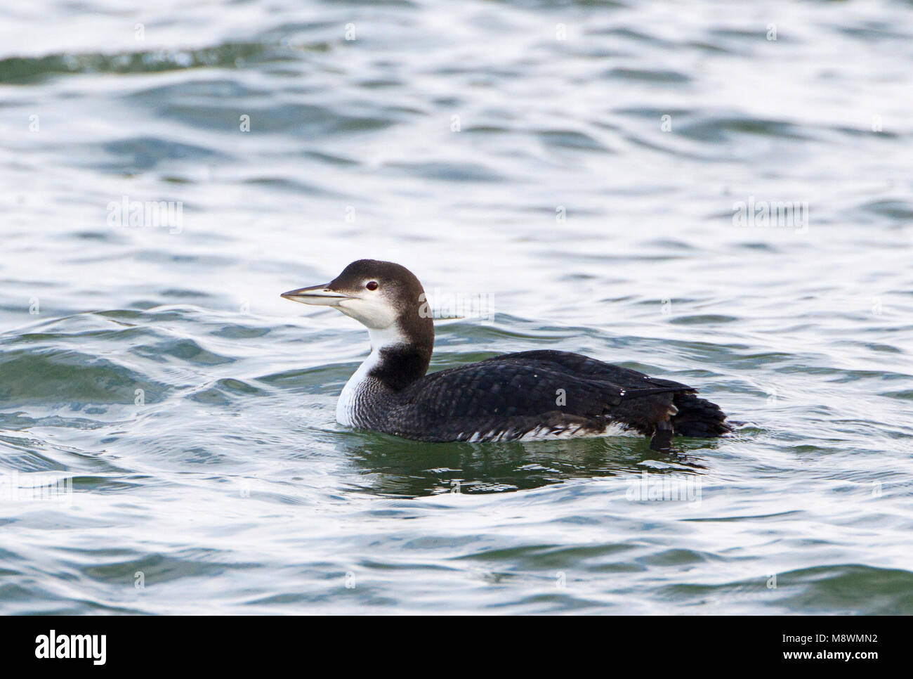 Common loon winter plumage gavia hi-res stock photography and images ...