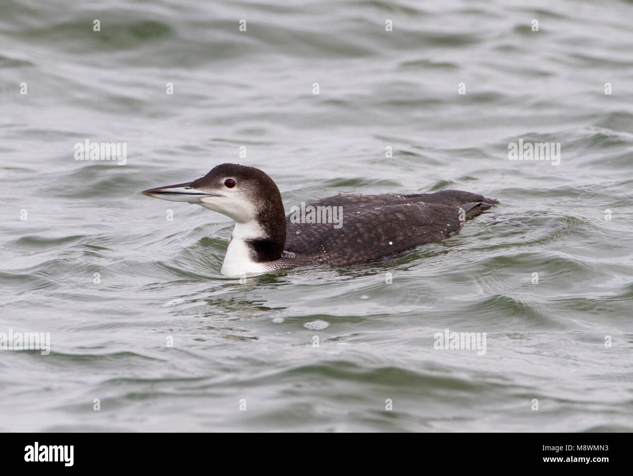 Adult winter IJsduiker, Adult winter Common Loon Stock Photo - Alamy