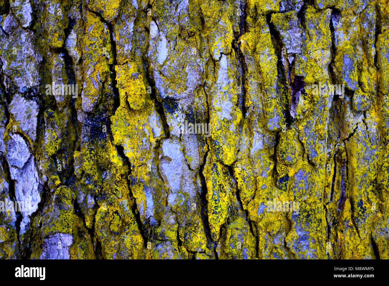 Abstract wallpaper. Moss on pine background Stock Photo - Alamy