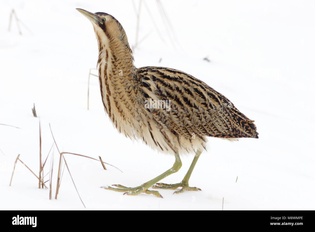 Roerdomp in de sneeuw; Eurasian Bittern in snow Stock Photo - Alamy