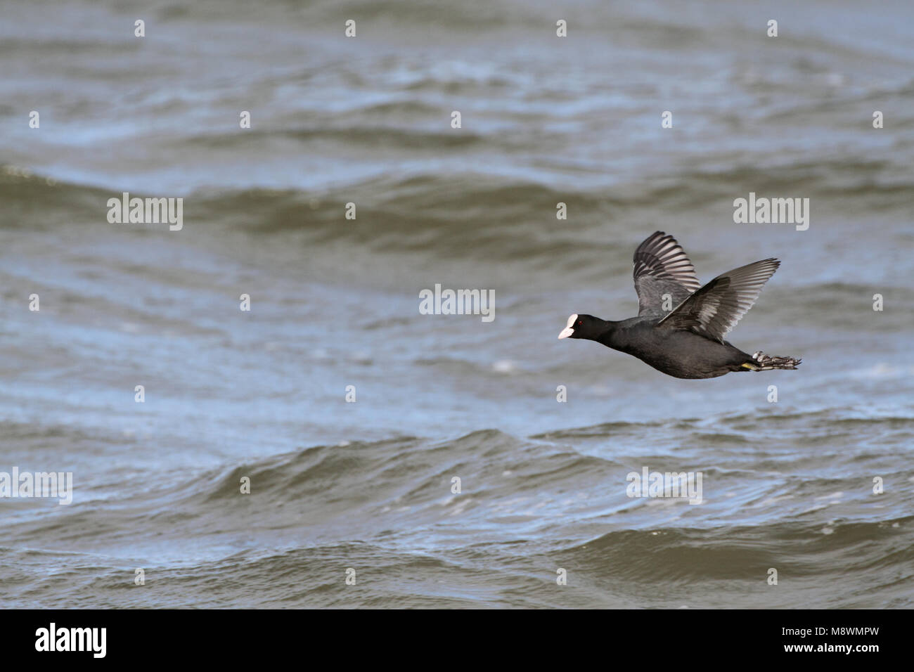 Meerkoet in vlucht, Eurasian Coot in flight Stock Photo - Alamy