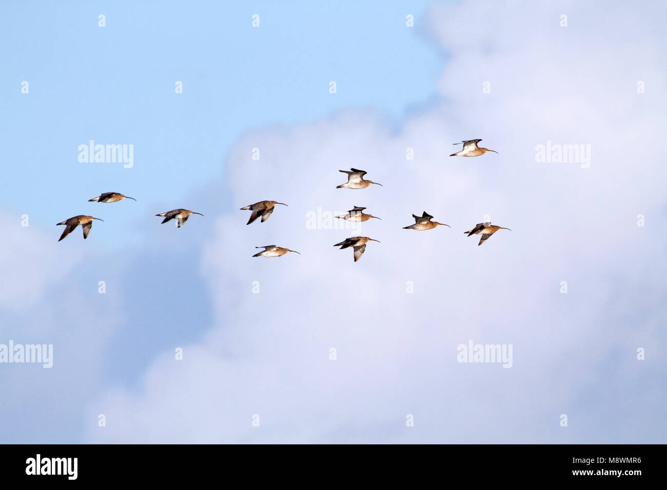 Flying curlews hi-res stock photography and images - Alamy