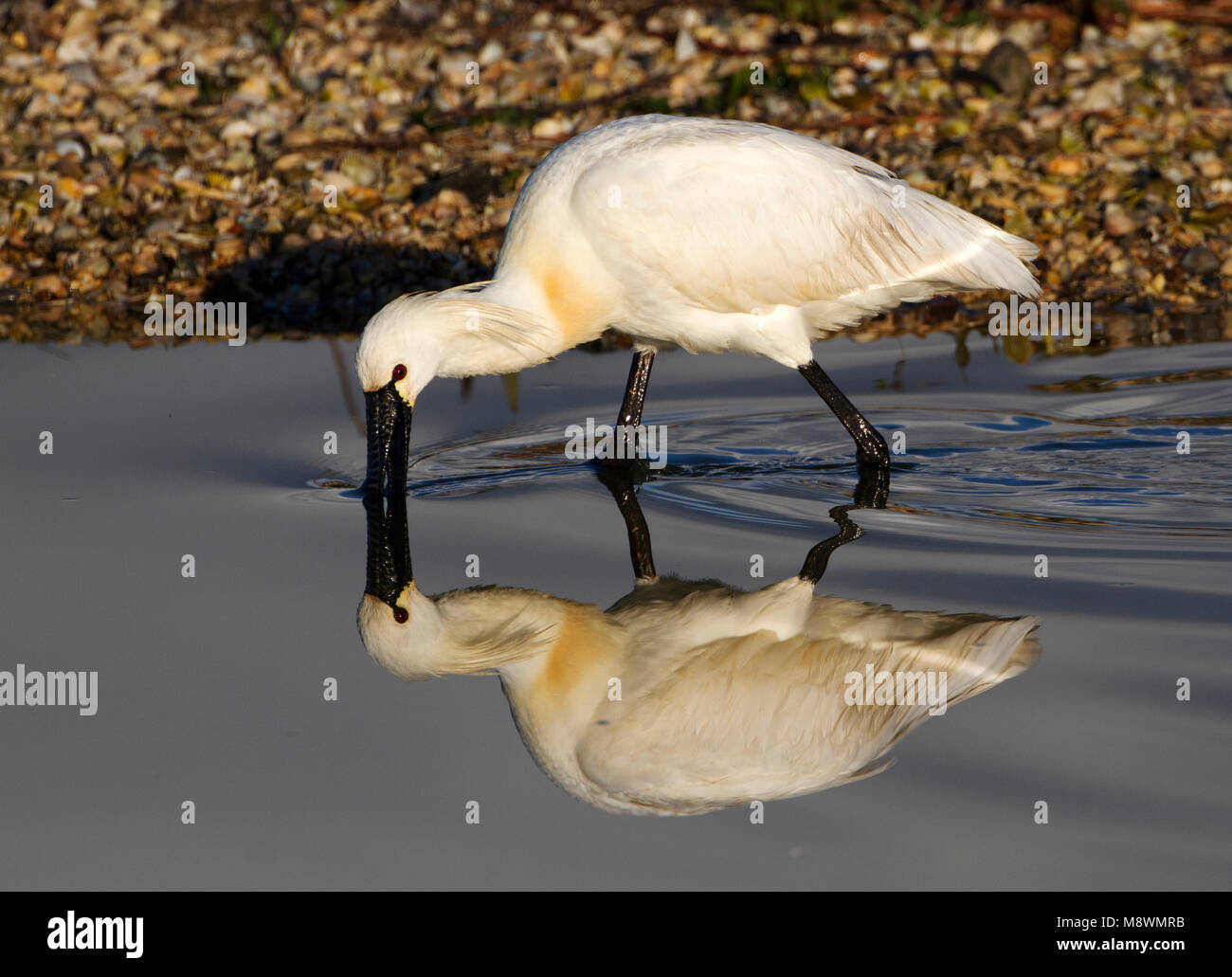 Volwassen Lepelaar, Adult Eurasian Spoonbill Stock Photo - Alamy