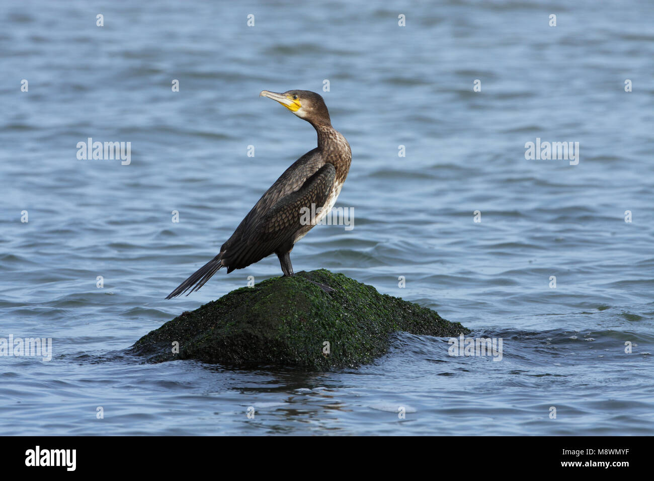 Juvenile Great Cormorant High Resolution Stock Photography and Images ...