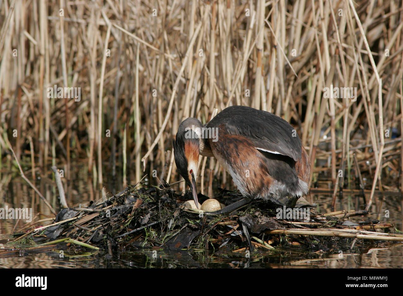 Great crested grebe eggs hi-res stock photography and images - Alamy