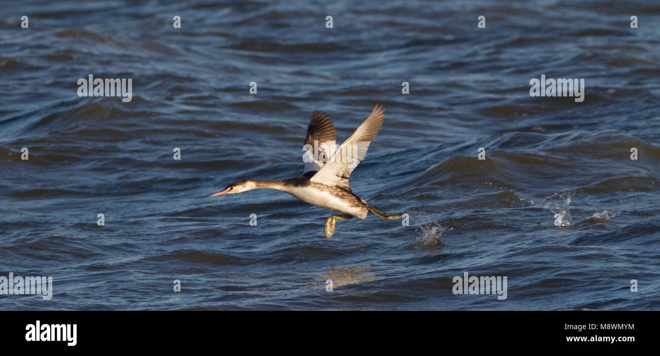 Vliegende Fuut in winterkleed, Non-breeding Great Crested Grebe in ...