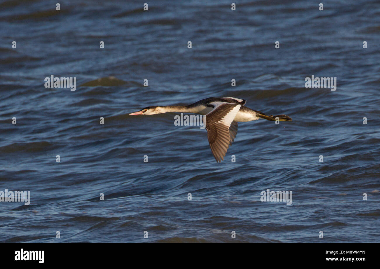 Vliegende Fuut in winterkleed, Non-breeding Great Crested Grebe in ...