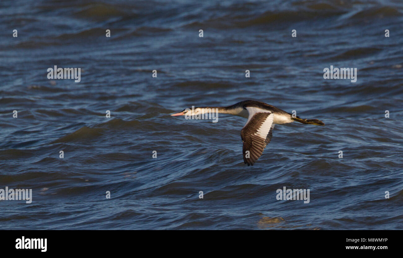 Grebe in flight hi-res stock photography and images - Alamy