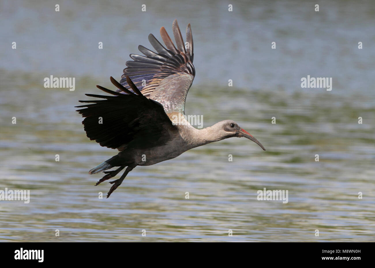 Vliegende Hadada-ibis; Flying Hadada Ibis (Bostrychia hagedash Stock ...
