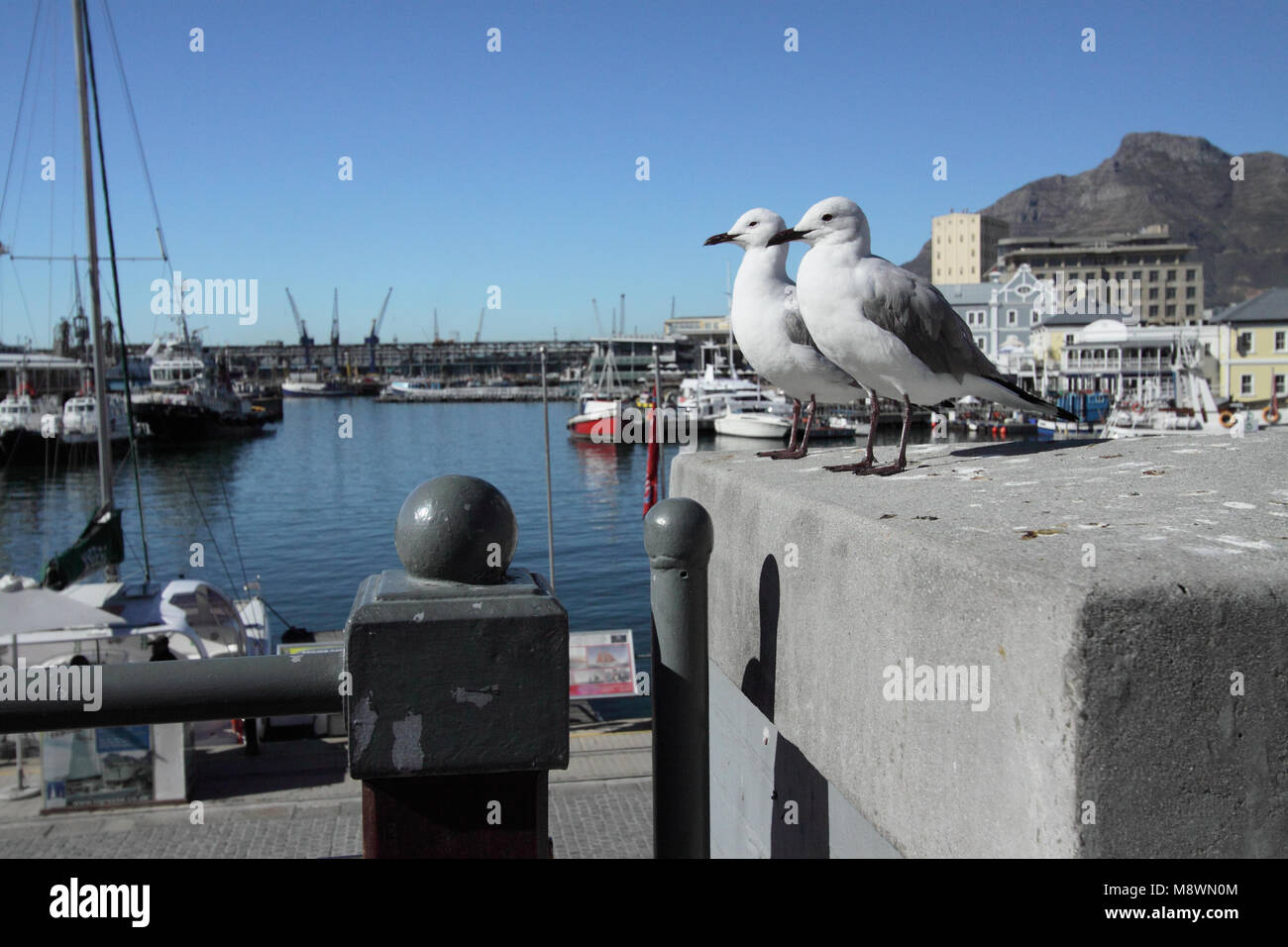 Hartlaubs gulls chroicocephalus hartlaubii hi-res stock photography and ...