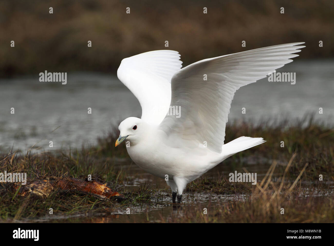 Adult ivory gull hi-res stock photography and images - Alamy