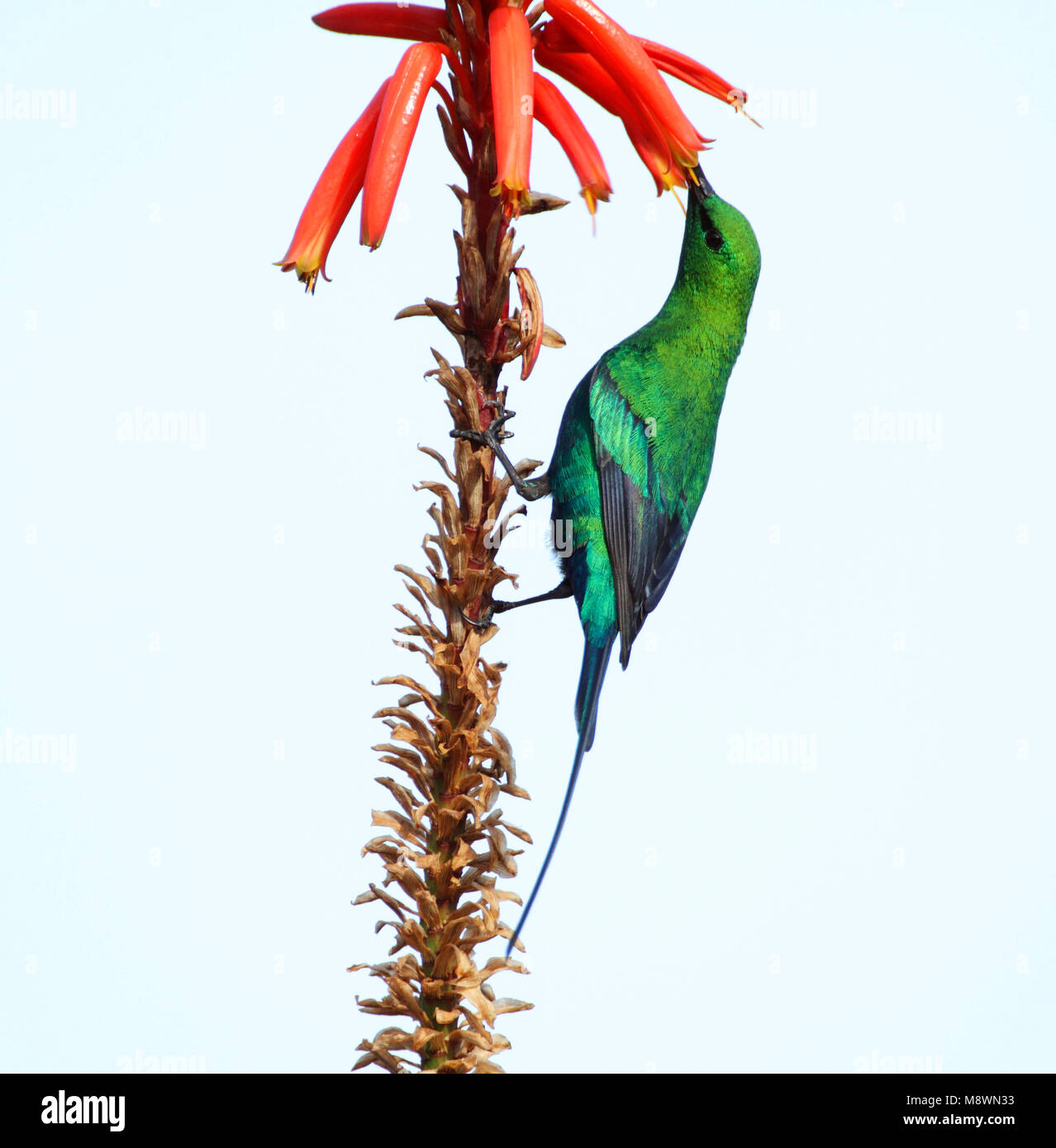 Malachite man hi-res stock photography and images - Alamy