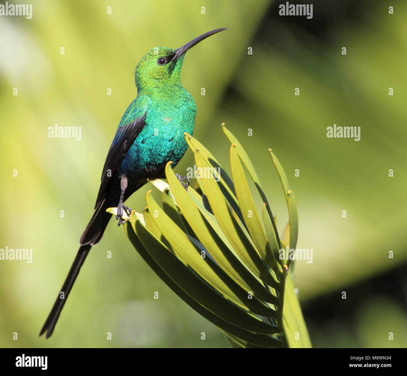 Malachite man hi-res stock photography and images - Alamy