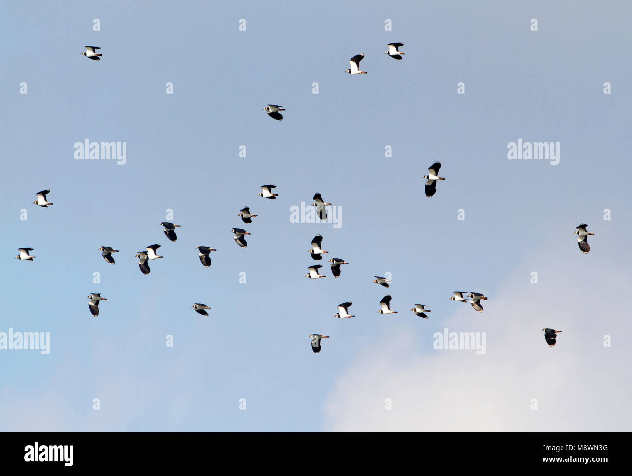 Groep Kieviten in vlucht; flock of Northern Lapwings in flight Stock ...