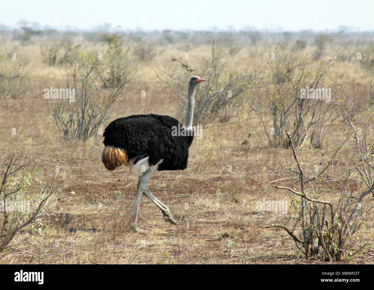 Struisvogel lopend in het Krugerpark; Walking Ostrich (Struthio camelus ...