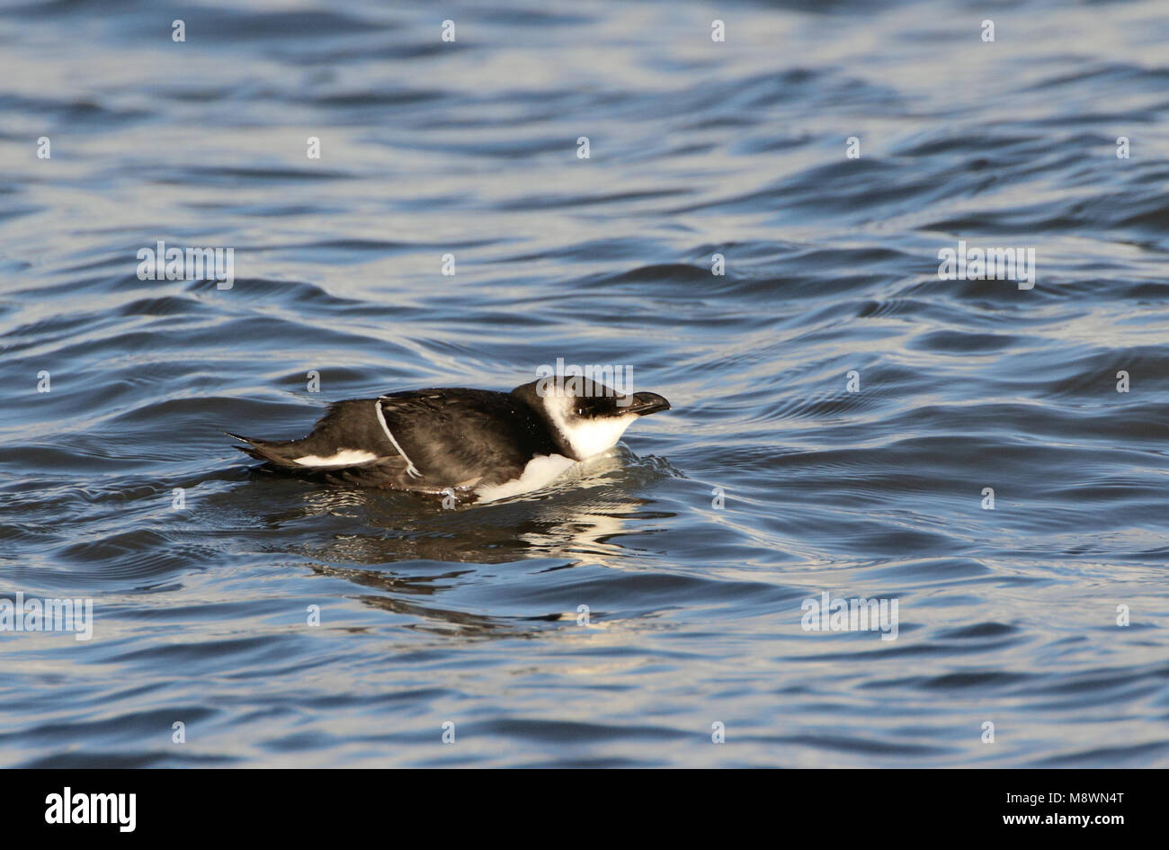 Eerste winter Alk, First winter Razorbill Stock Photo - Alamy