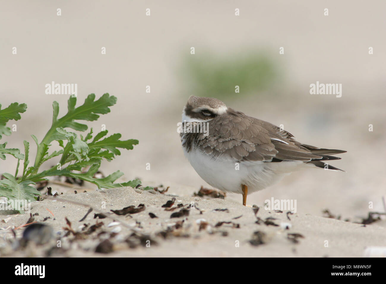Slapende onvolwassen Bontbekplevier; Sleeping immature Common Ringen ...