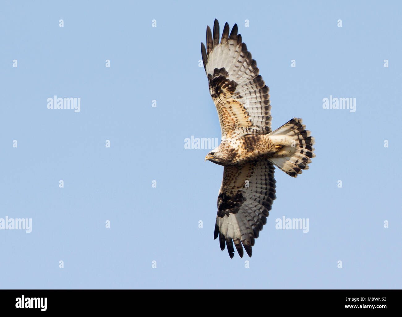 Rough-legged Buzzard in flight Stock Photo - Alamy