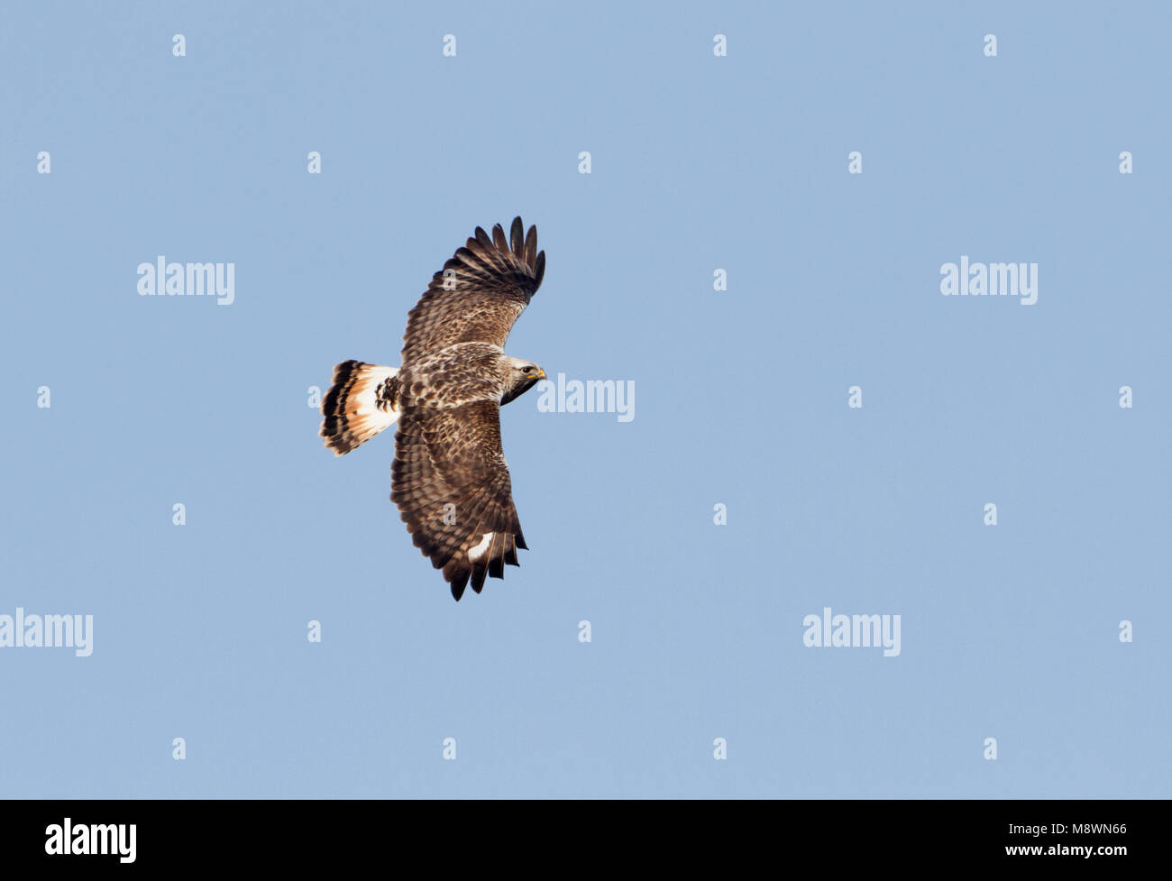 Rough-legged Buzzard in flight Stock Photo - Alamy