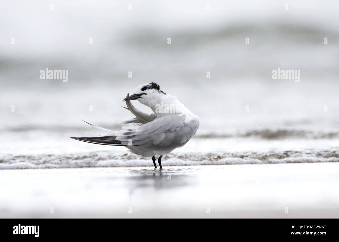 Adult winter Grote Stern, Adult winter Sandwich Tern Stock Photo - Alamy
