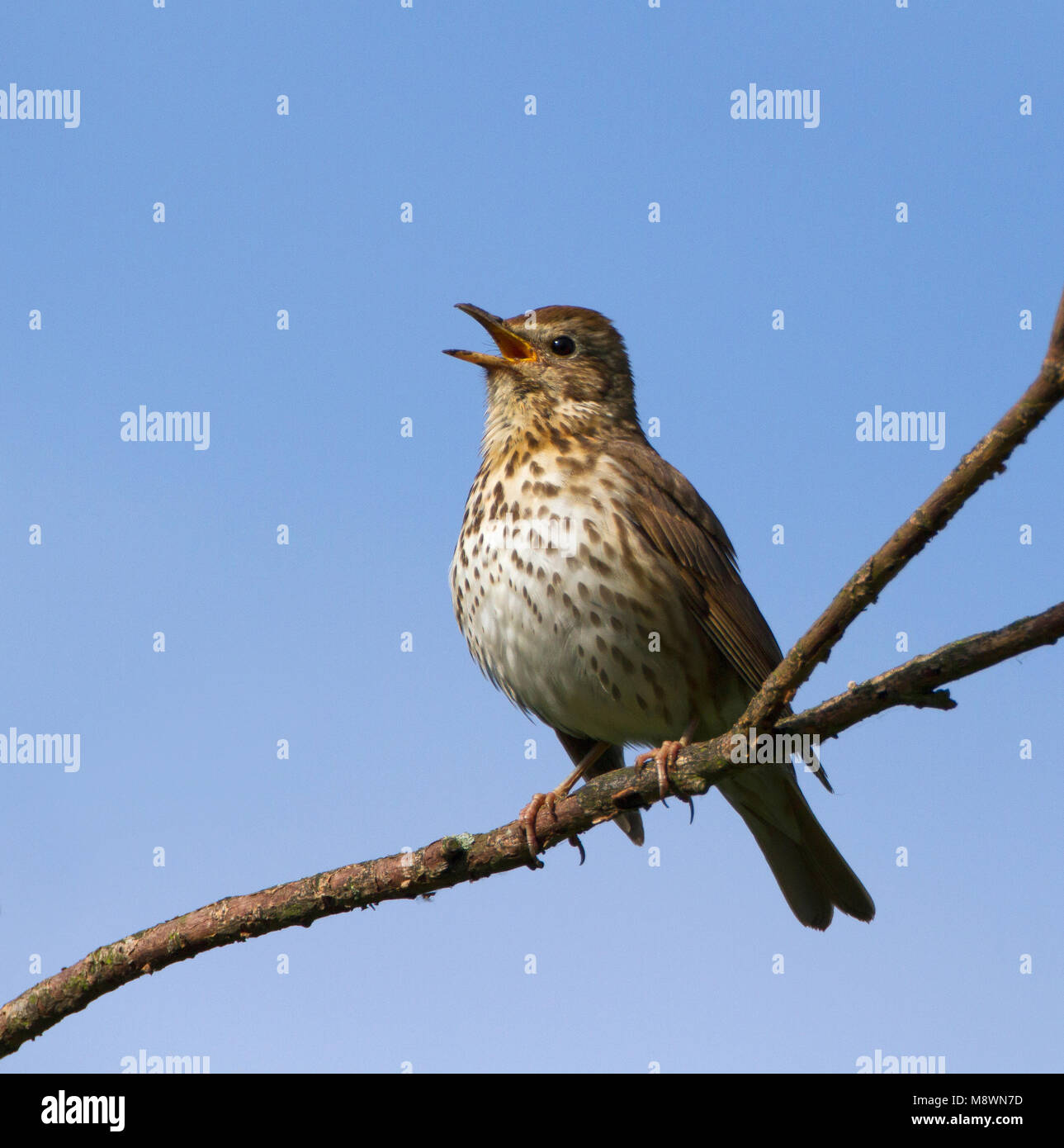 Song thrush singing hi-res stock photography and images - Alamy