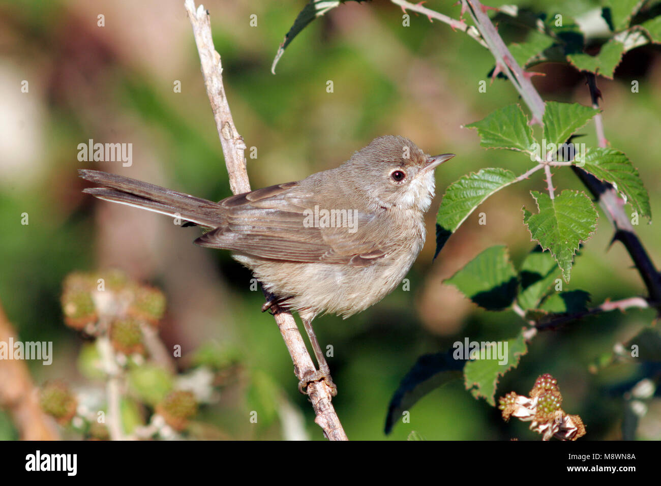 Western Subalpine Warbler Stock Photo - Alamy