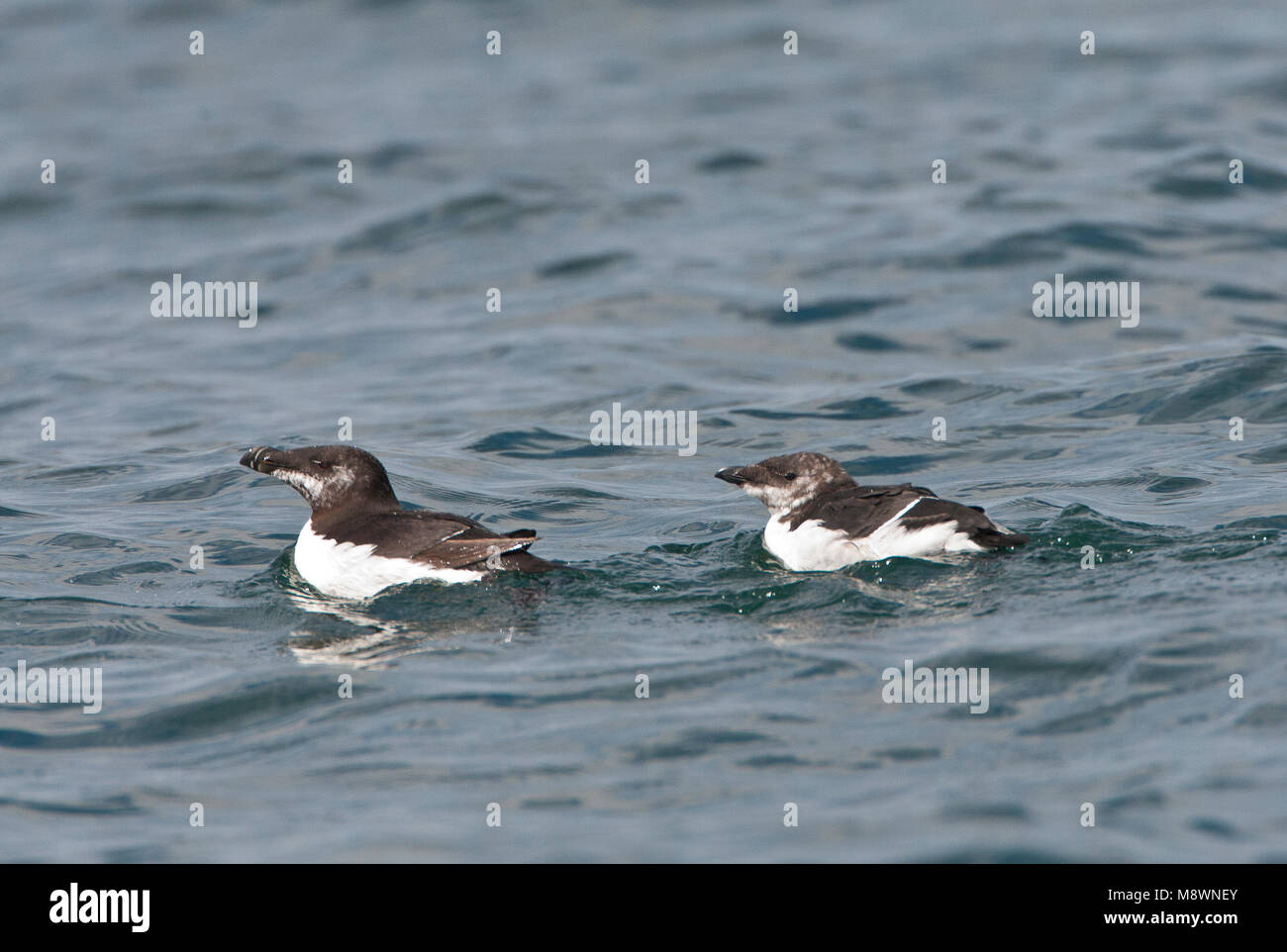 Juvenile Razorbill High Resolution Stock Photography and Images - Alamy