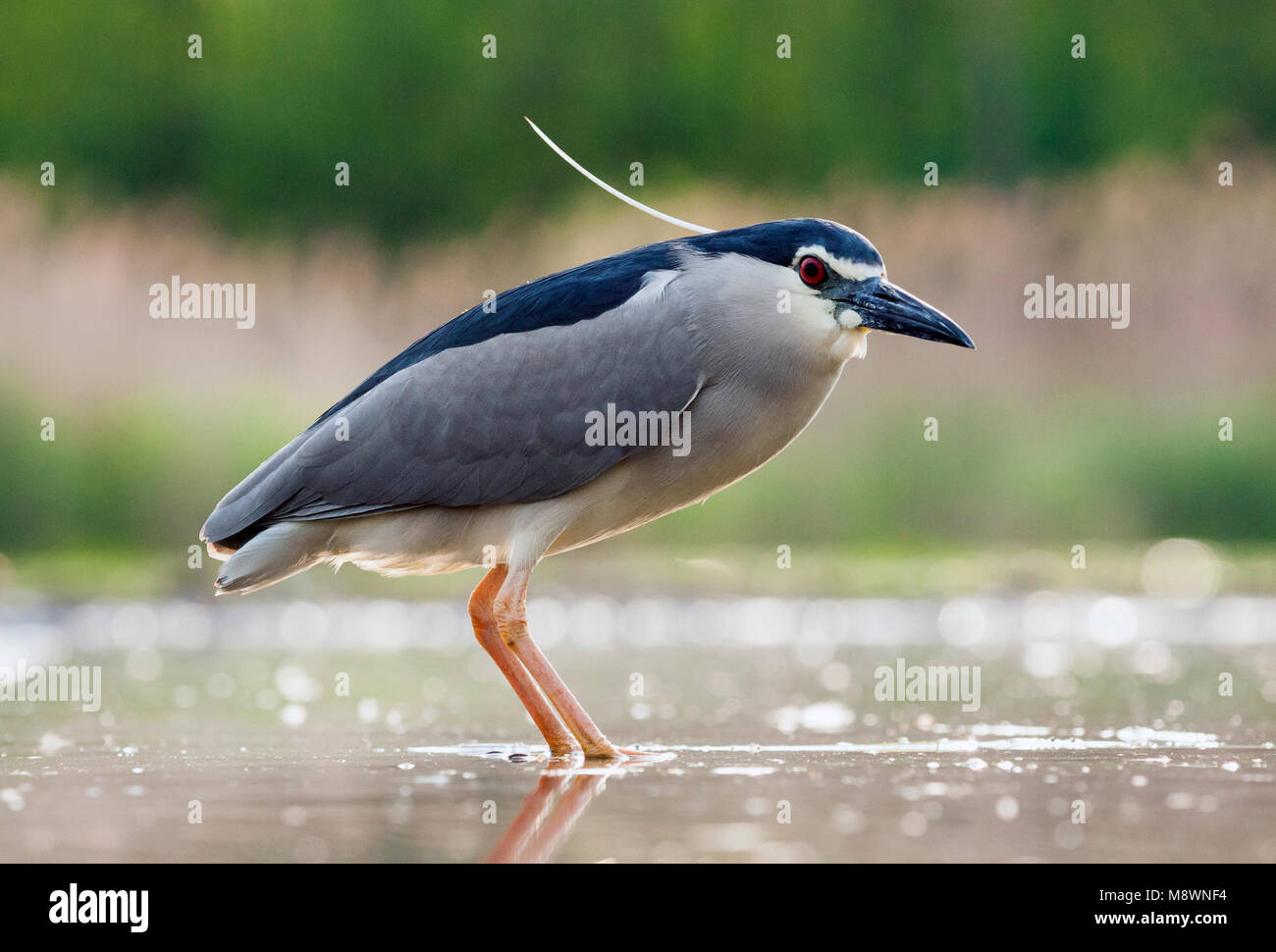 Kwak staand in water; Black-crowned Night Heron standing in water Stock ...